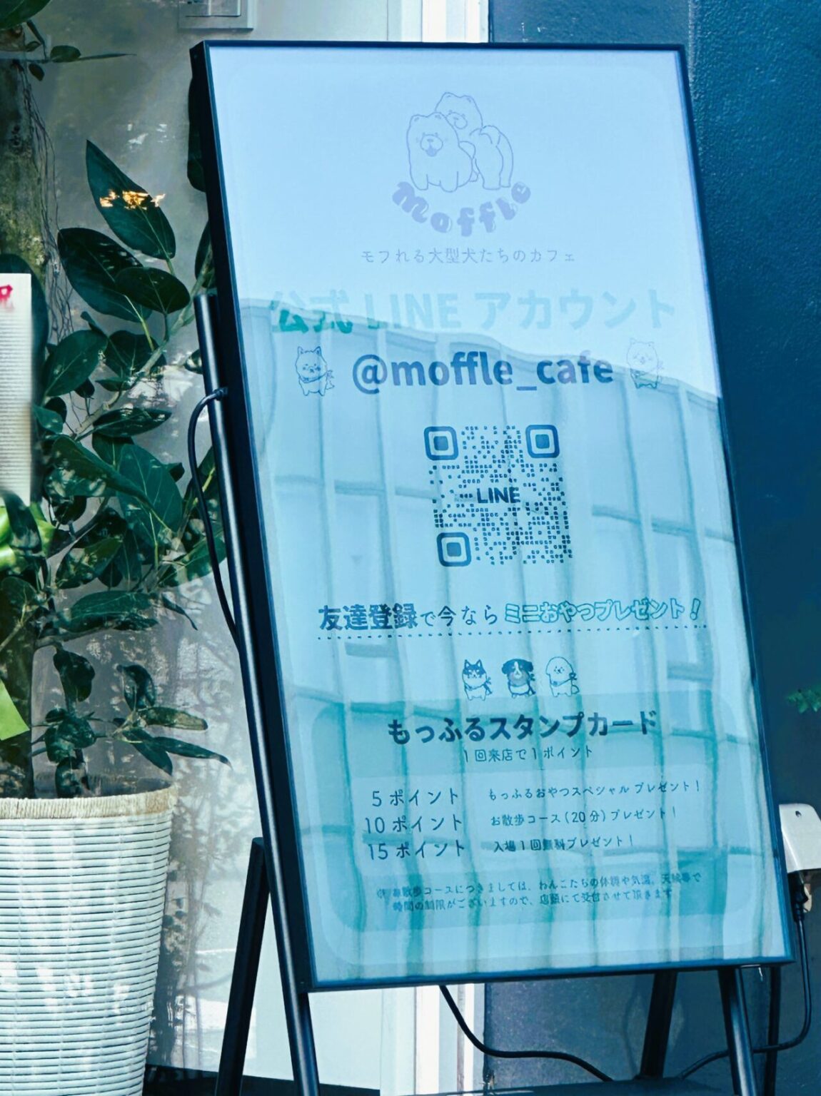 【福岡市中央区】インスタで話題の ”モフれる大型犬たちのドッグカフェ moffle ”。福岡天神店が1月28日（火）オープンしていますよ！ | 号外NET 福岡市中央区・城南区